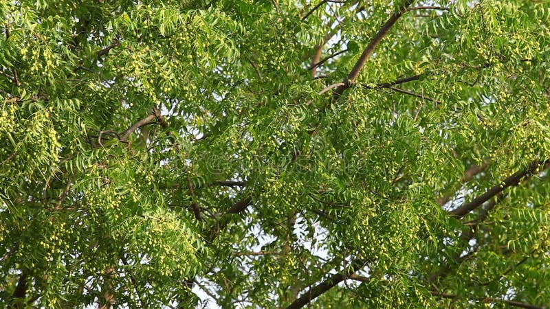 Neem Tree with seeds India stock footage. Video of medicine - 304036590