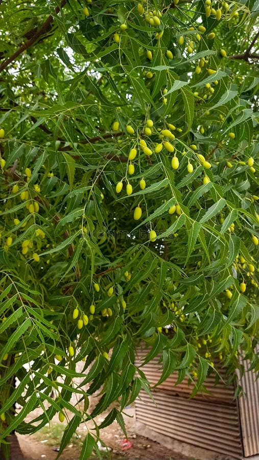 Neem Tree and Sunrays,sun Rays Emerging Though the Green Tree Branches ...