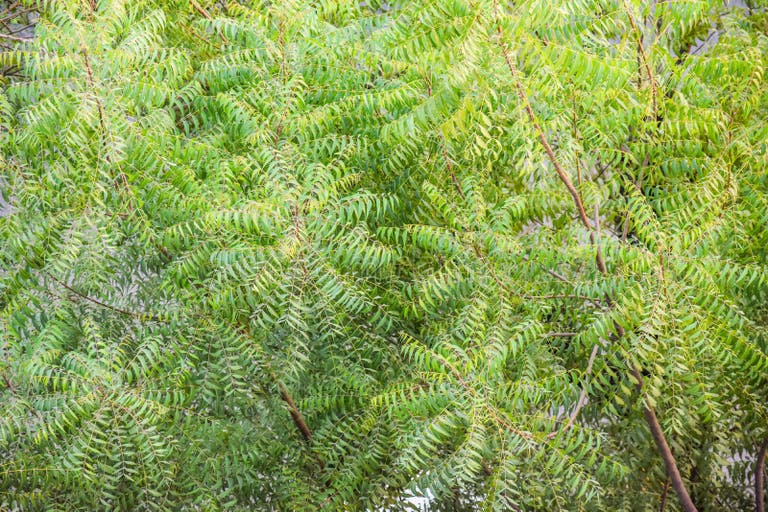 Neem Tree Top View Background. Azadirachta Indica Tree Leaf Stock Photo ...
