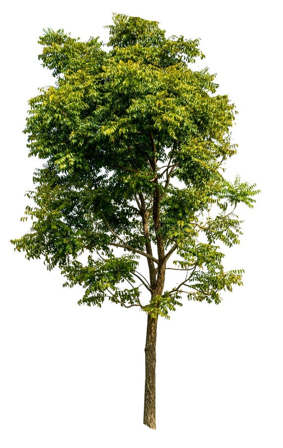 Neem Tree on White Isolate Background Stock Photo - Image of background ...