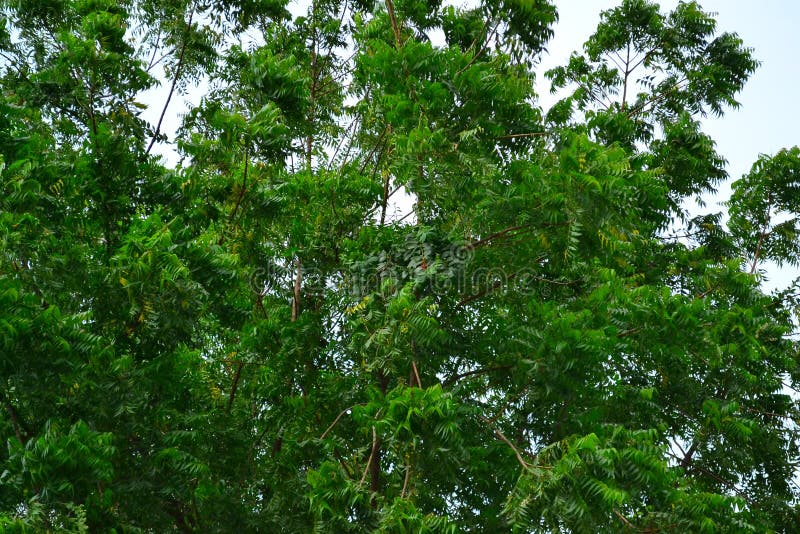 Neem Tree in the wind stock image. Image of sandstorm - 89449715