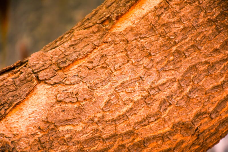 Neem Tree Wood Close Up, Neem Tree Texture Close Up View, Texture and ...