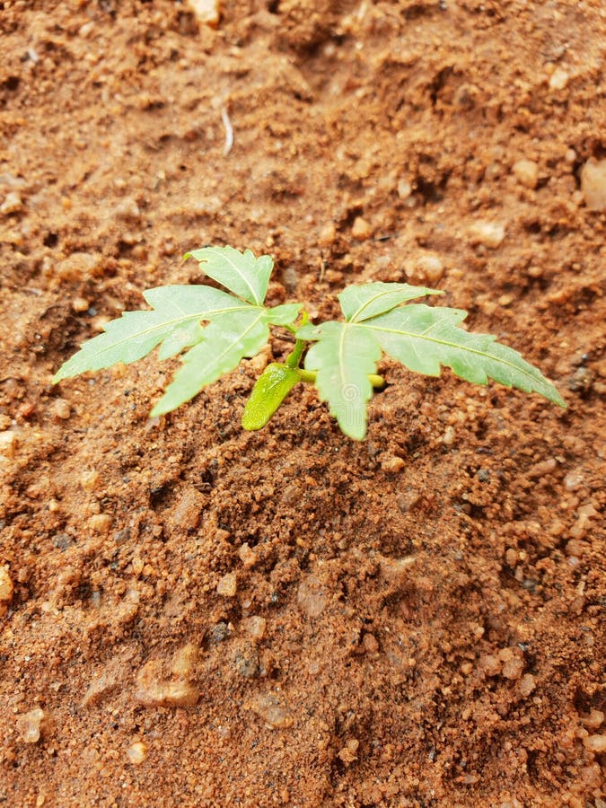 Neem trees stock image. Image of save, neem, tree, greenish - 123911051