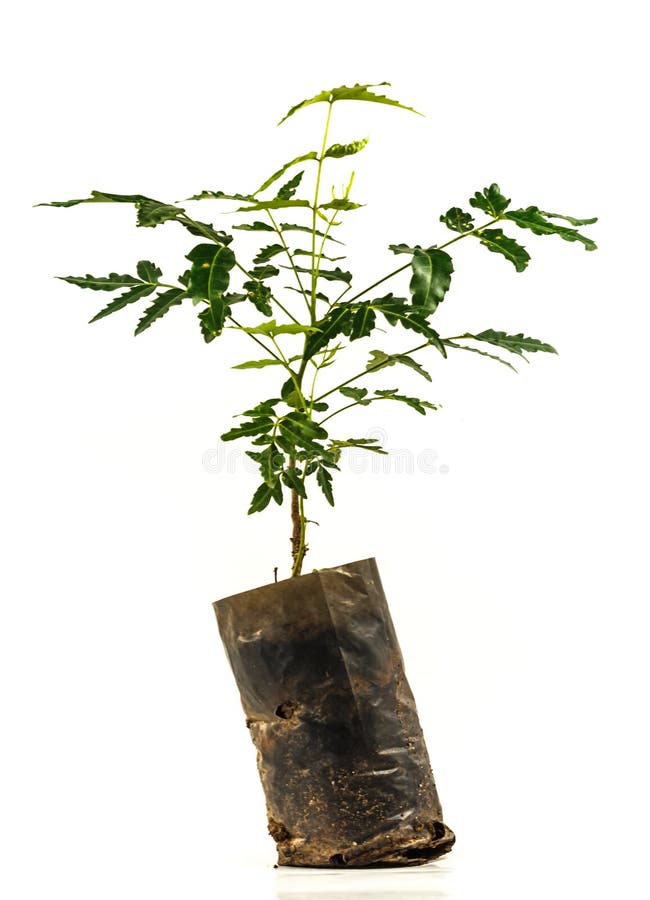 Neem trees stock photo. Image of growth, aristha, indica - 44300454
