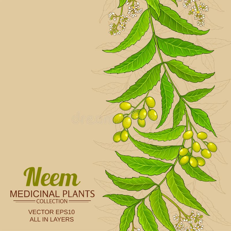 Neem vector set stock vector. Illustration of herb, drawing - 158248530