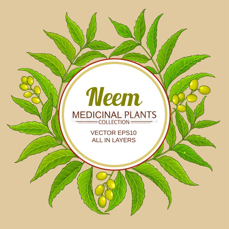 Neem in color, frame 2 stock vector. Illustration of aromatic - 91238021