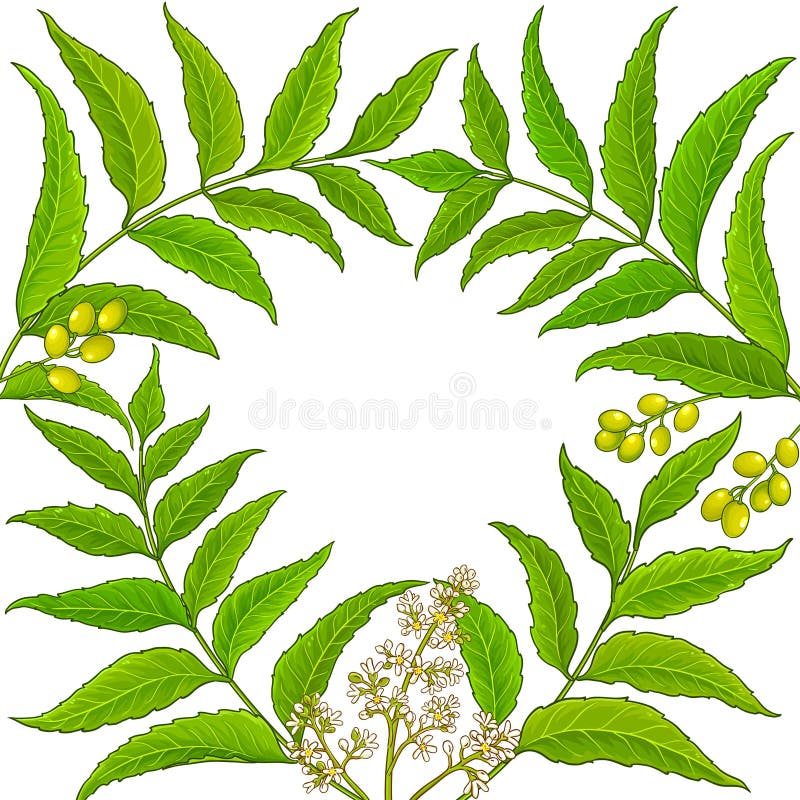 Neem Tree Stock Illustrations – 222 Neem Tree Stock Illustrations ...