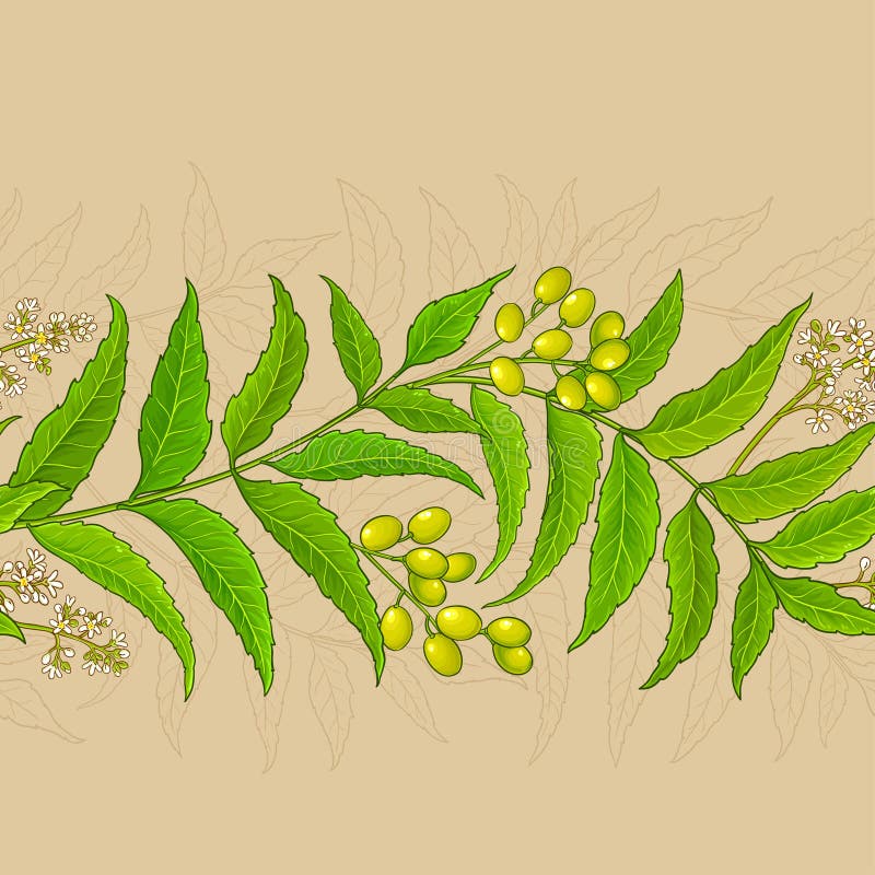 Neem vector set stock vector. Illustration of herb, drawing - 158248530