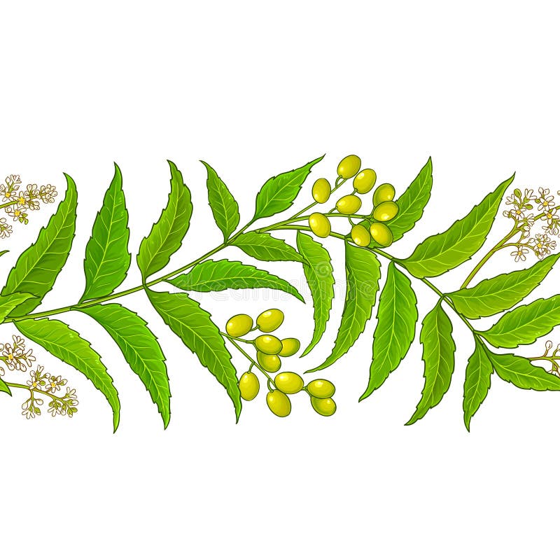 Neem Tree Stock Illustrations – 213 Neem Tree Stock Illustrations ...