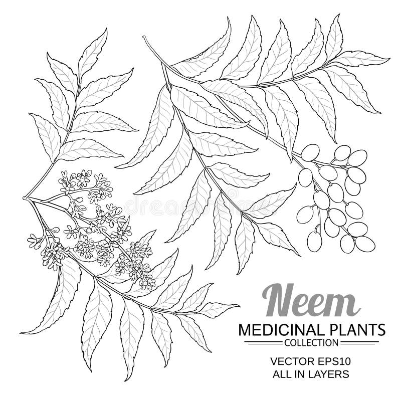 Neem Tree Stock Illustrations – 222 Neem Tree Stock Illustrations ...