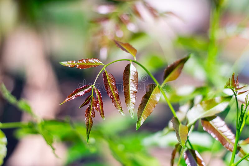 Neem Young Shoots in the Garden Stock Image - Image of foliage, medical ...