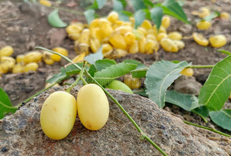 Neemfruit stock image. Image of neemfruit, fruit, agriculture - 187643495