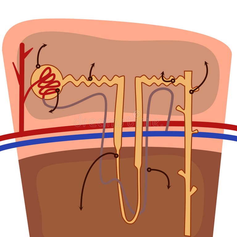Functional Histology Stock Illustrations – 27 Functional Histology ...