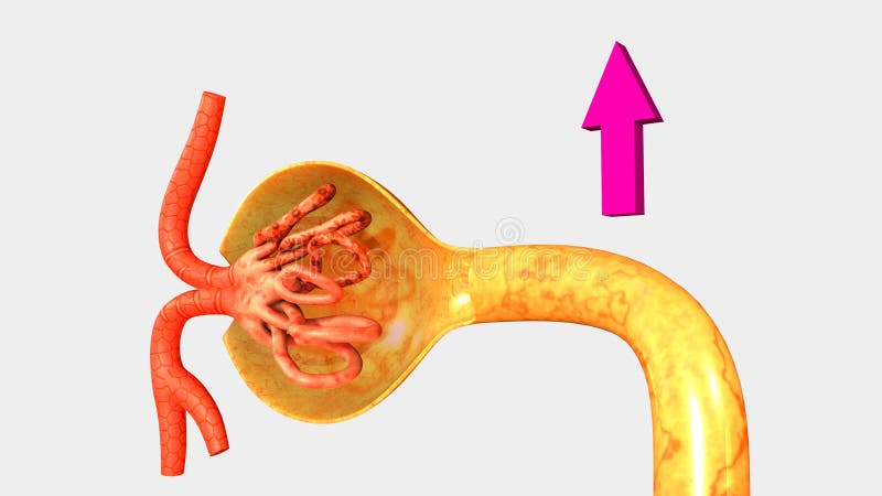 Nefrone/formazione Dell'urina/organo Umano E Dell'anatomia ...