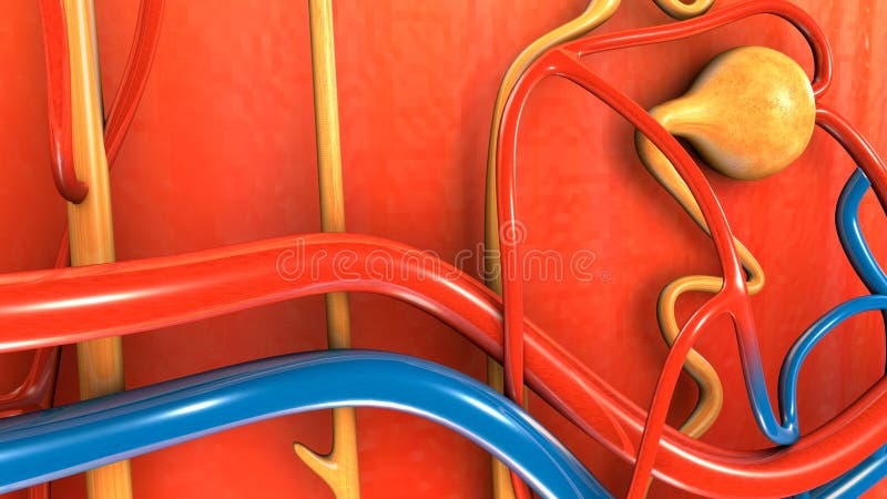 Nefrone illustrazione di stock. Illustrazione di anatomia - 47649327