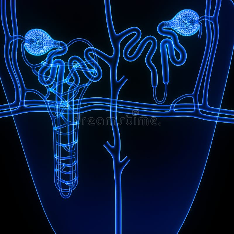 Nefroni illustrazione di stock. Illustrazione di umano - 49323372