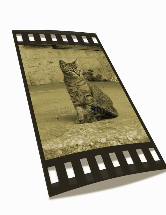 Negative Cat stock image. Image of effect, mammals, animal - 3948393