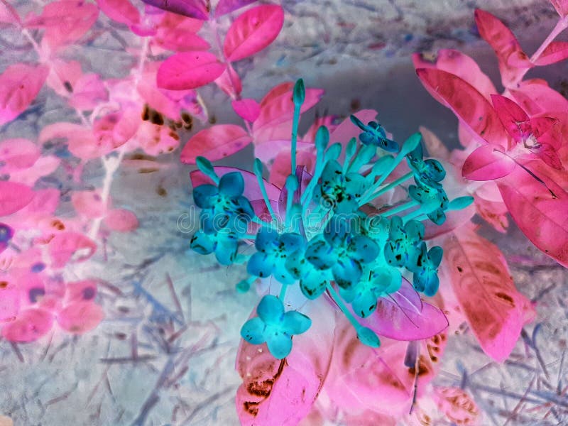 Negative Effects of Photos on Flowers Stock Image - Image of painting ...