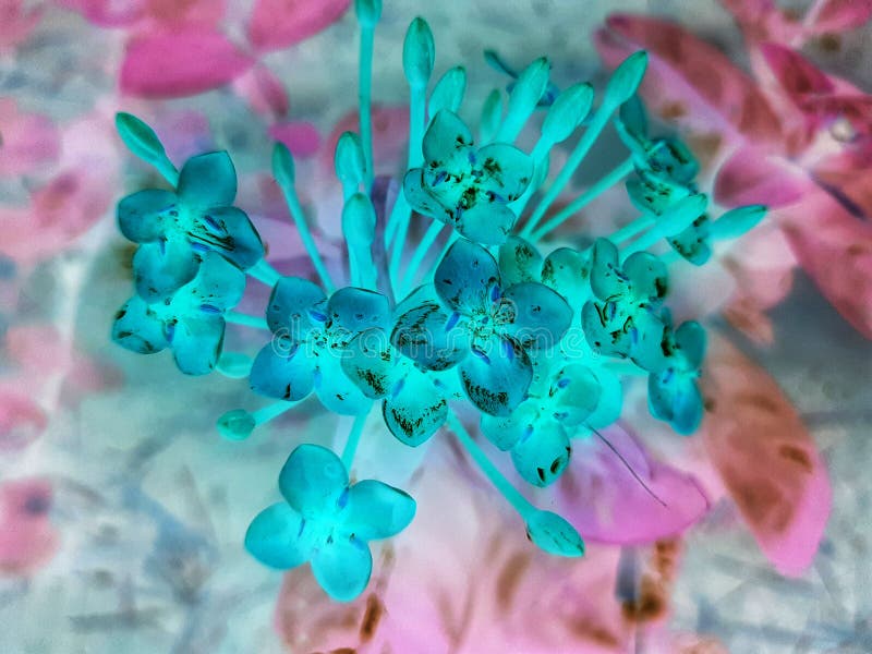 Negative Effects of Photos on Flowers Stock Image - Image of negative ...