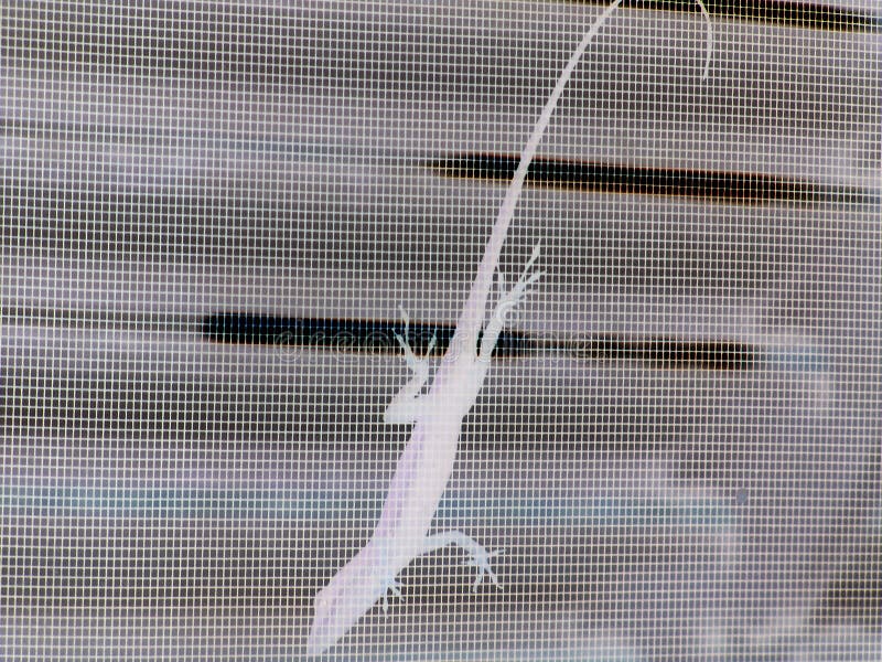 A Negative Image of an Anole Lizard on a Window Screen Stock Image ...