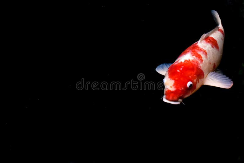 Negative Space, Koi Fish is on Dark Background. Stock Image - Image of ...