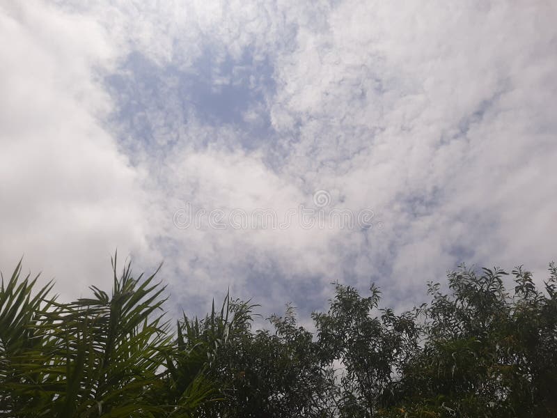 Negative Space of Tree and Sky. Layout Stock Image - Image of layout ...