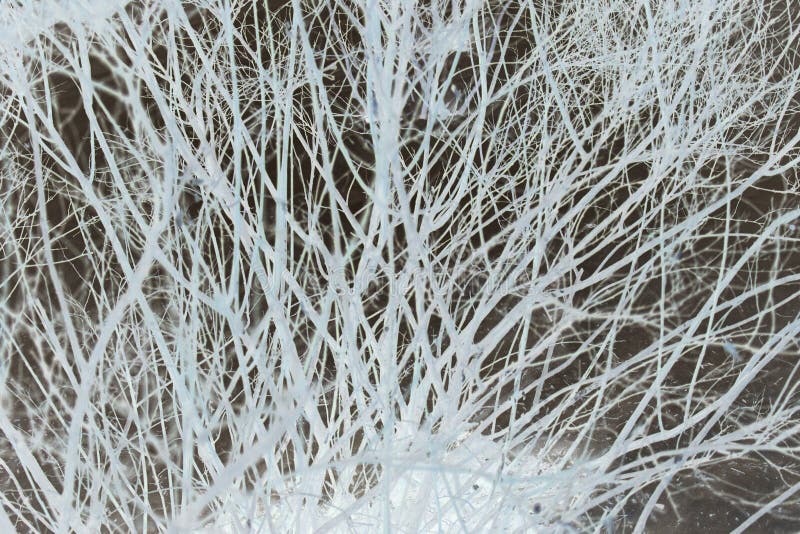 Negative tree stock photo. Image of xray, negative, forest - 152681588