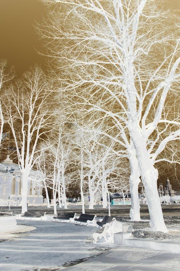 Negative tree stock image. Image of bare, texture, outdoors - 114719447