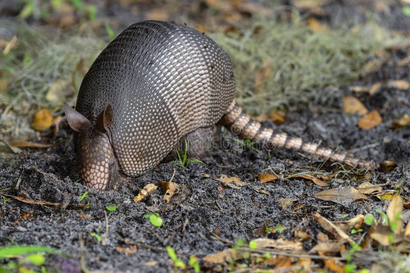 Gordeldier in Het Gras - Headshot Stock Foto - Image of nave, buiten ...