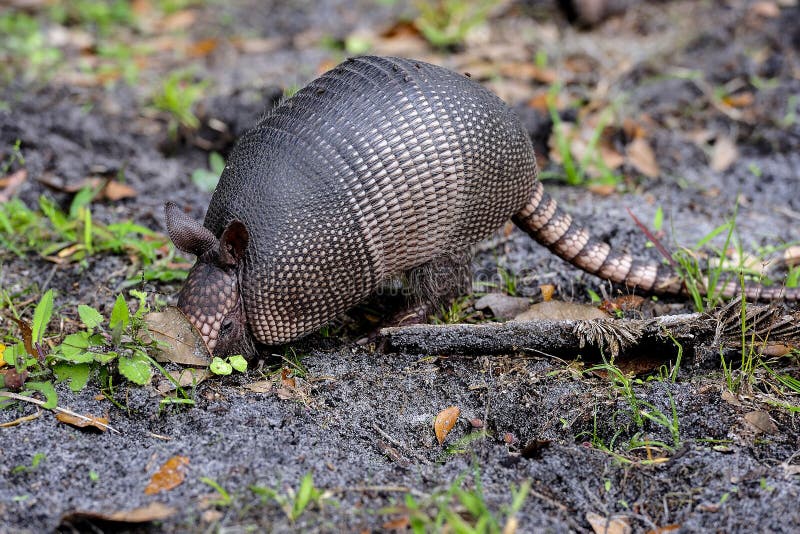 Negen-gestreept gordeldier stock foto. Image of zoek - 49515828