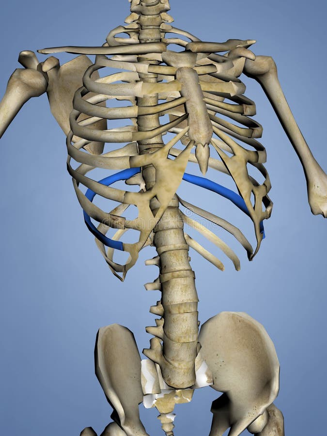 Negende Rib, Rib Cage, 3D Model Stock Illustratie - Illustration of ...