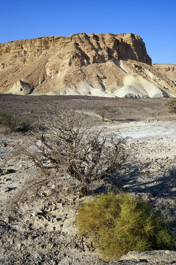 Negev desert stock image. Image of land, climate, stone - 48979299