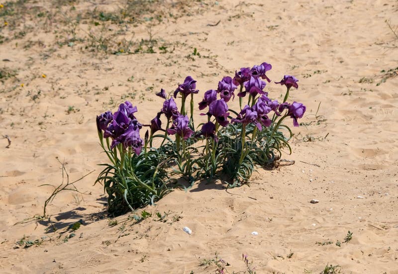 Negev iris or Iris Mariae stock photo. Image of closeup - 244148238