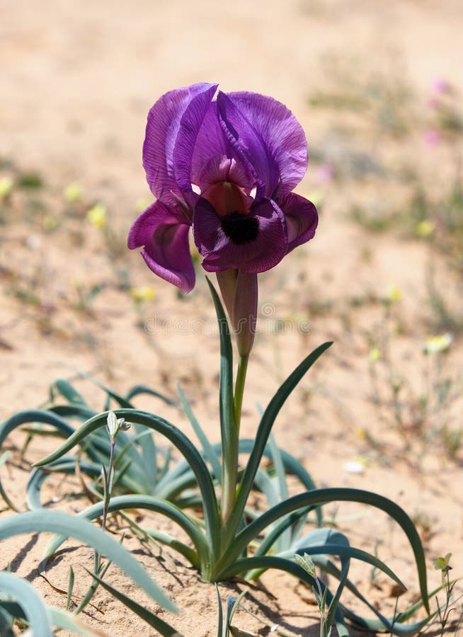 Negev iris or Iris Mariae stock photo. Image of season - 244148278