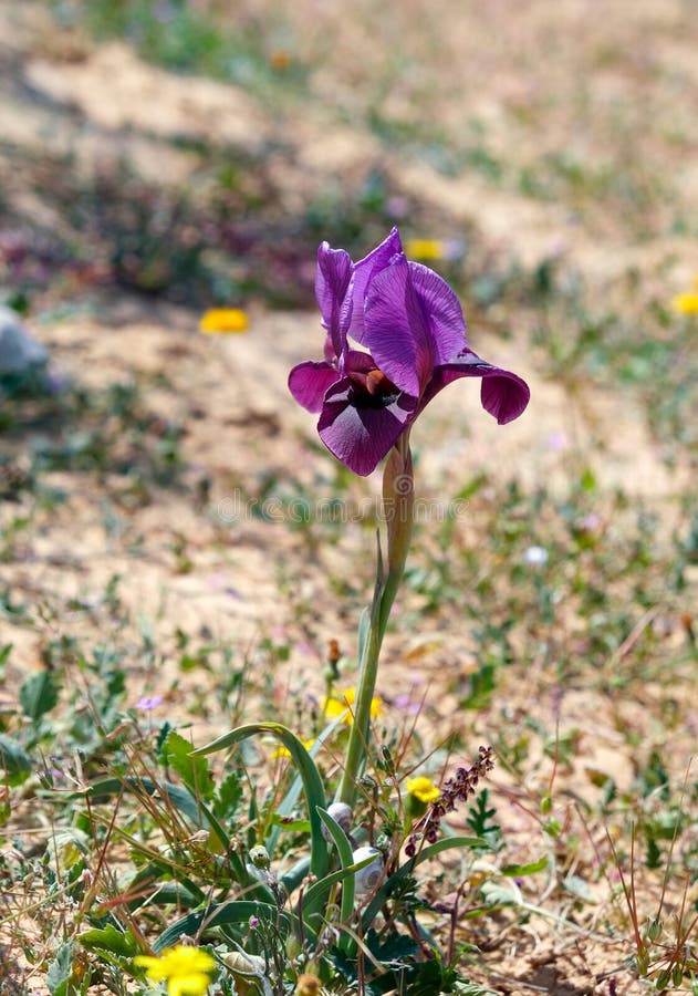 Negev iris or Iris Mariae stock photo. Image of closeup - 244148306