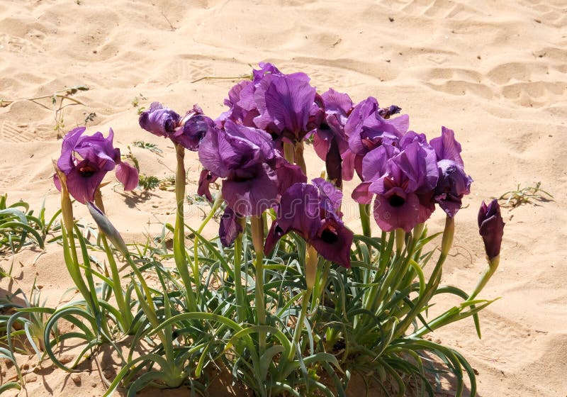 Negev iris or Iris Mariae stock image. Image of flower - 244513555