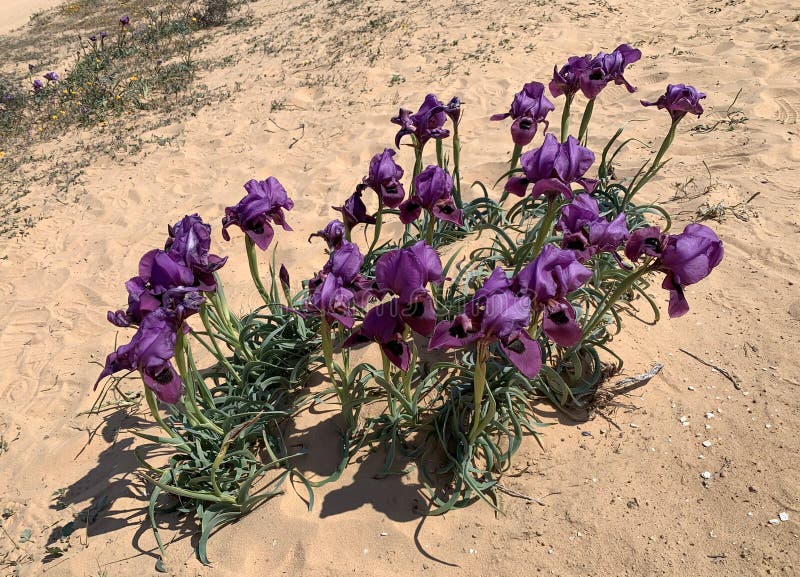 Negev iris or Iris Mariae stock image. Image of closeup - 246267623