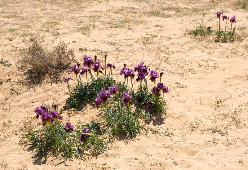 Negev iris or Iris Mariae stock photo. Image of israel - 246624244