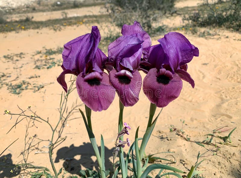 Negev iris or Iris Mariae stock photo. Image of nature - 246624274