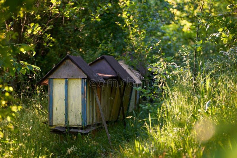 Neglected Beehives Located in an Old Orchard Stock Image - Image of ...