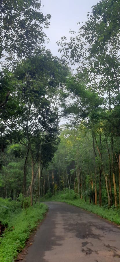 Neglected village road stock image. Image of sunlight - 267179831