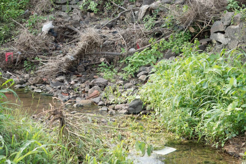 Neglected Waterway Amidst Debris and Greenery - Environmental Impact ...