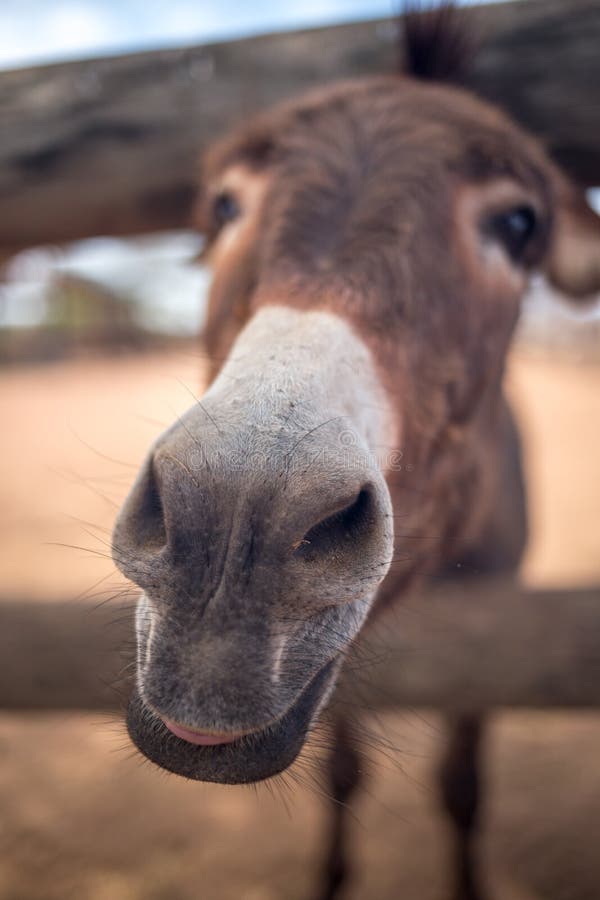 Un Burro Muestra Las Sonrisas De Los Dientes Foto de archivo - Imagen ...