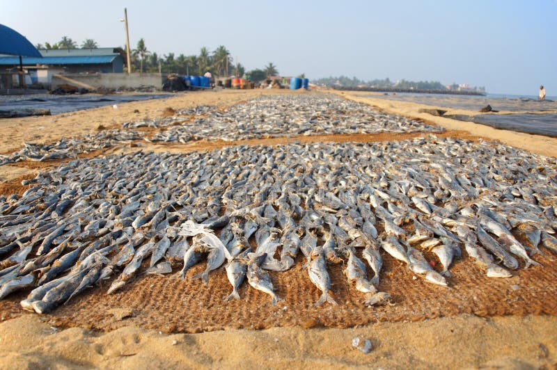 Negombo fish market stock photo. Image of negombo, beach - 37397968