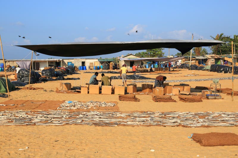 Negombo Fish Market stock photo. Image of island, largest - 61968692
