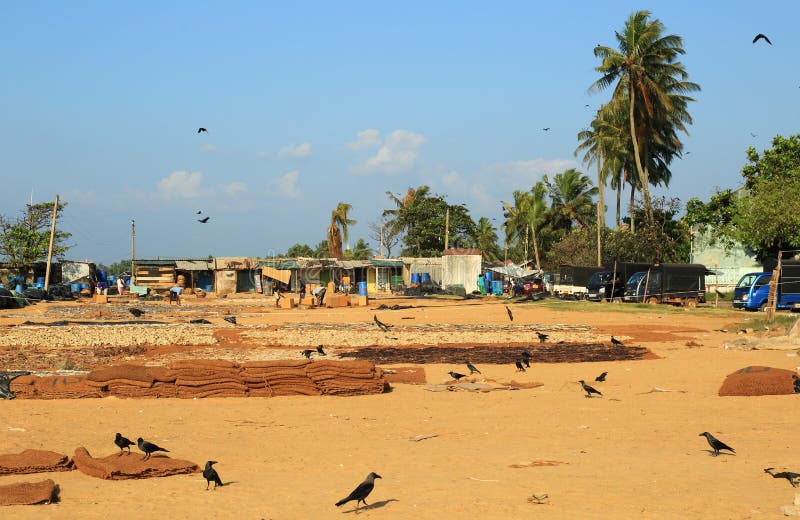 Negombo Fish Market editorial stock image. Image of island - 61968104
