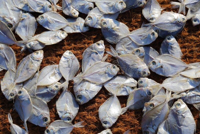 Negombo Fish Market stock photo. Image of island, largest - 61968692