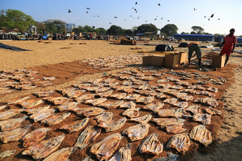 Negombo Fish Market editorial photo. Image of coast, lanka - 61968716