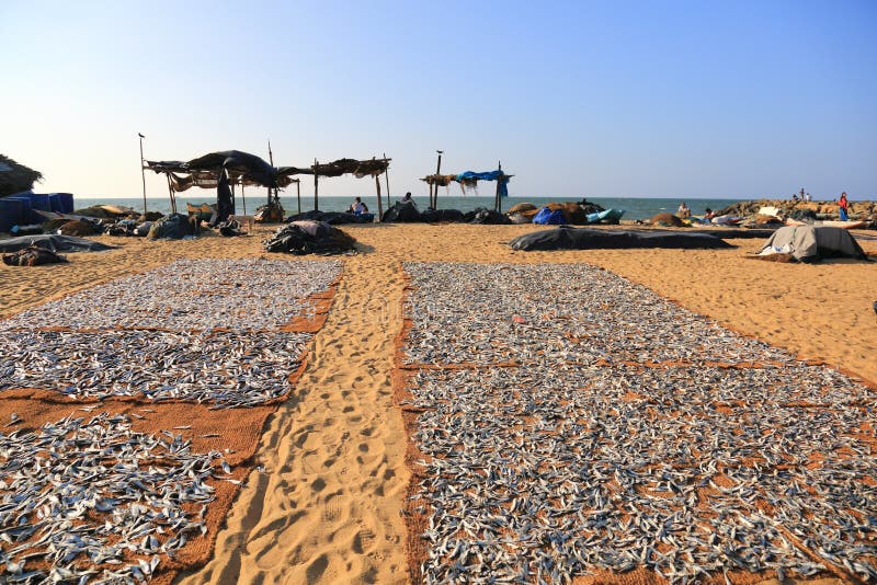 Negombo Fish Market stock image. Image of second, fishes - 61969087