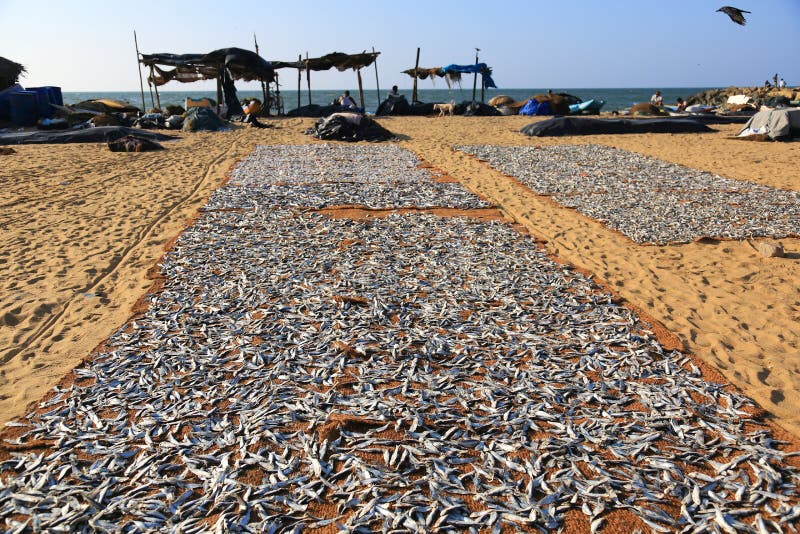 Negombo Fish Market editorial photo. Image of drying - 61968481